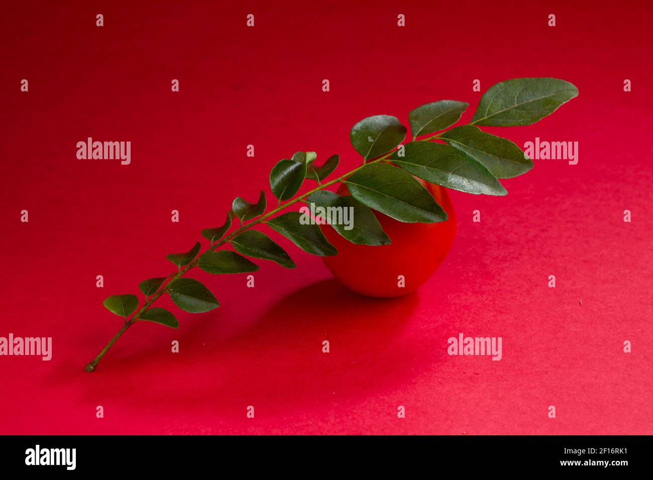 Curry leaves and tomato, arranged on ared textured background,isolated ...
