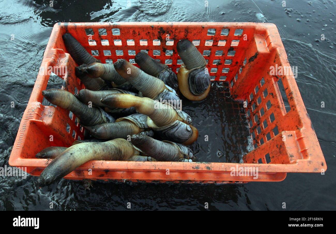 Geoduck clams are harvested in the mud of Puget Sound in Shelton ...