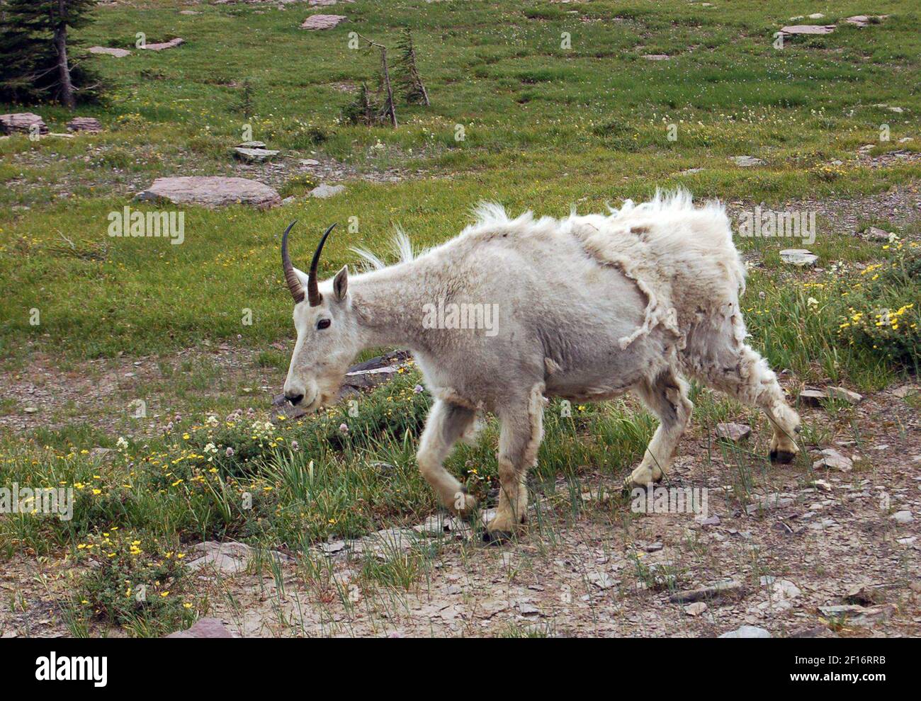 Mountain goats wander the paths and parking lots at Logan Pass in Glacier National Park. (Photo ...