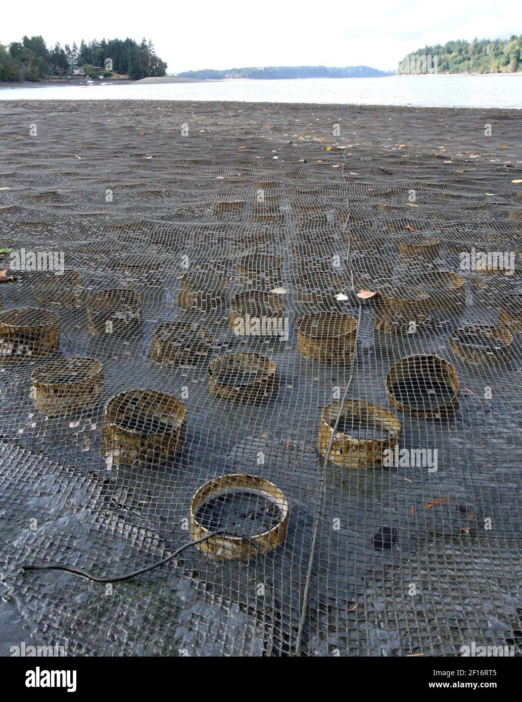 Mesh nets protect cylinders holding farmed geoduck clams in the mud of ...