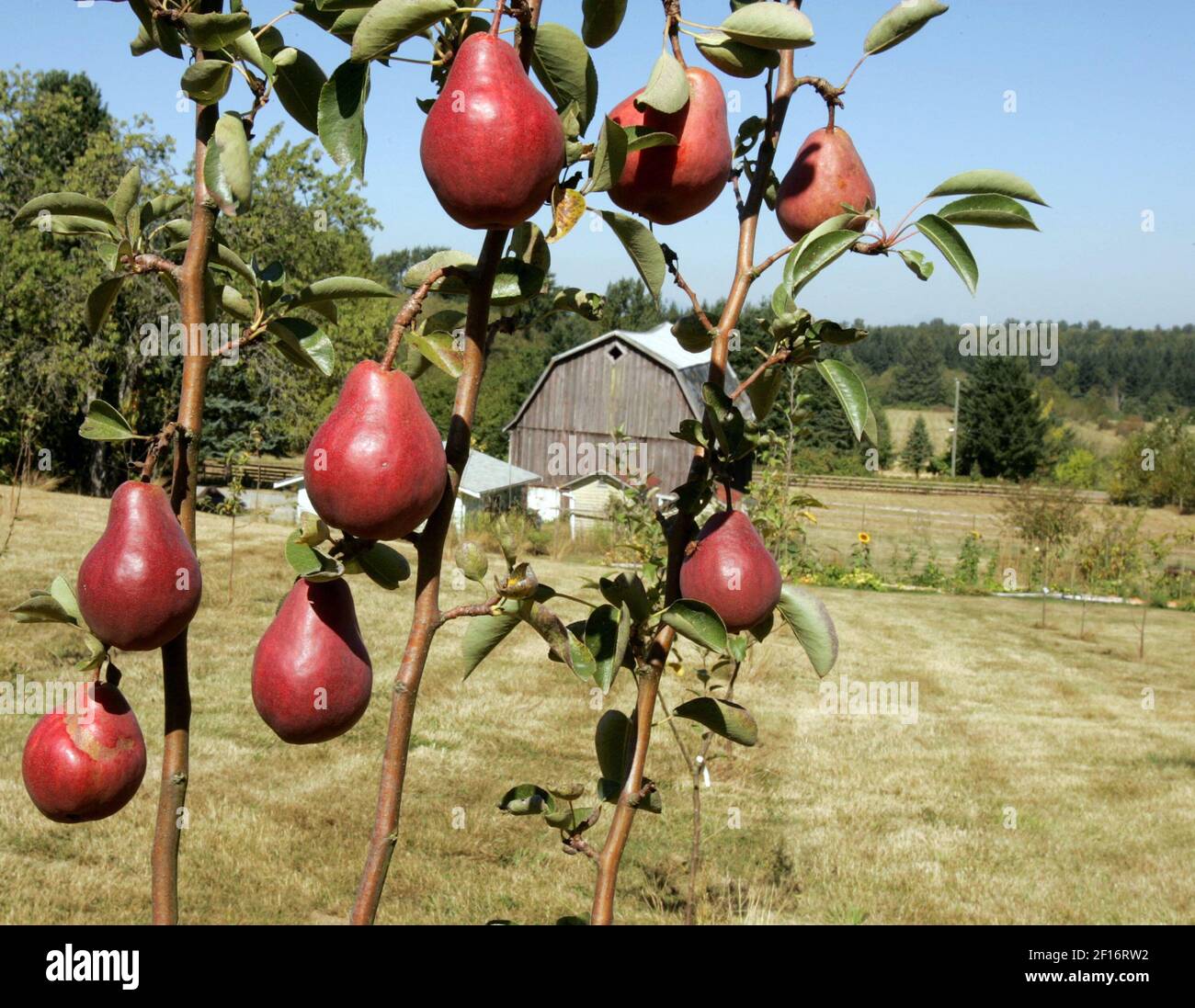 Red Bartlett pears are ready to pick at Vista D'Oro Farms in Langley in ...