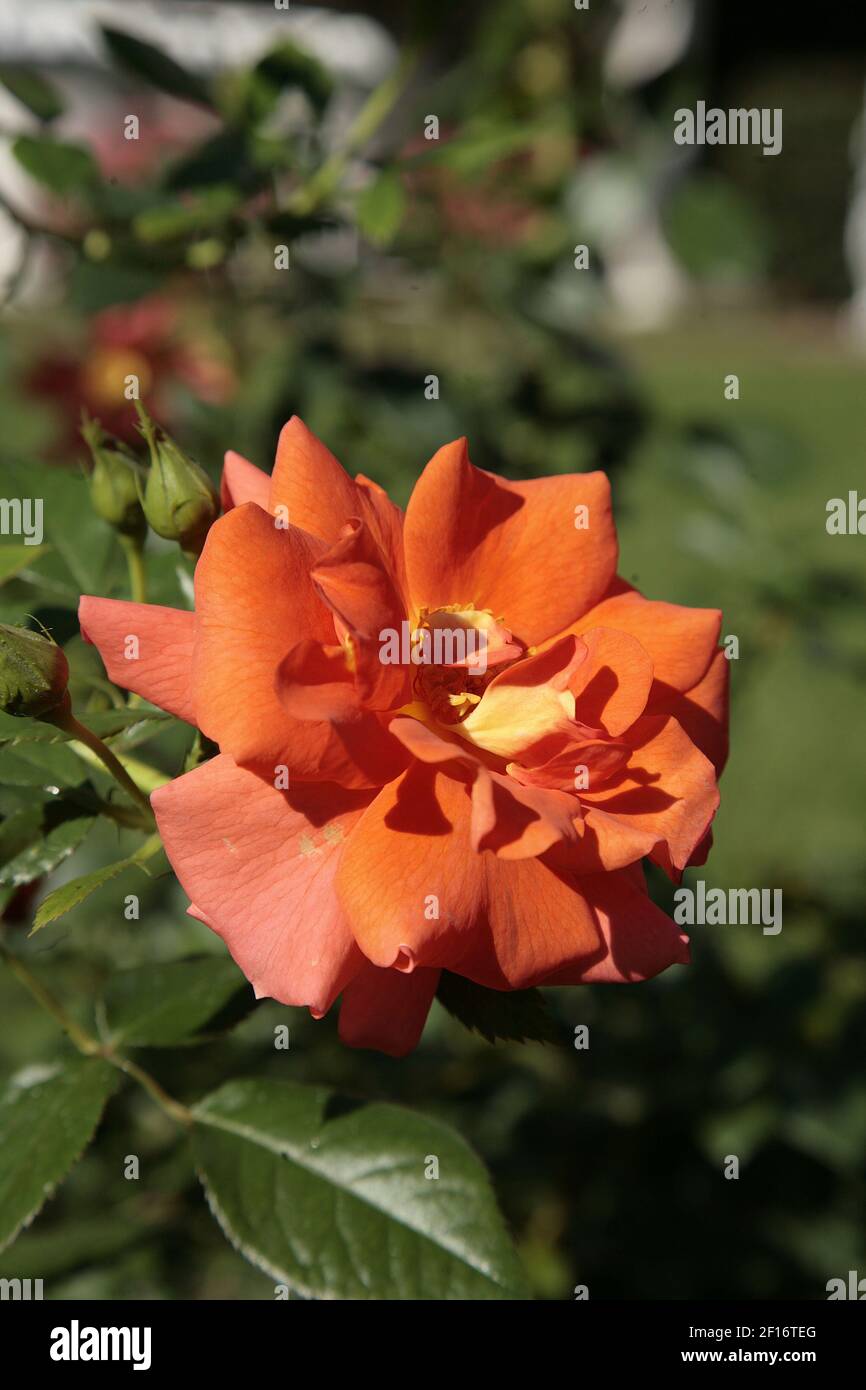 The Laura Bush Rose as the flower, named for the first lady, is ...