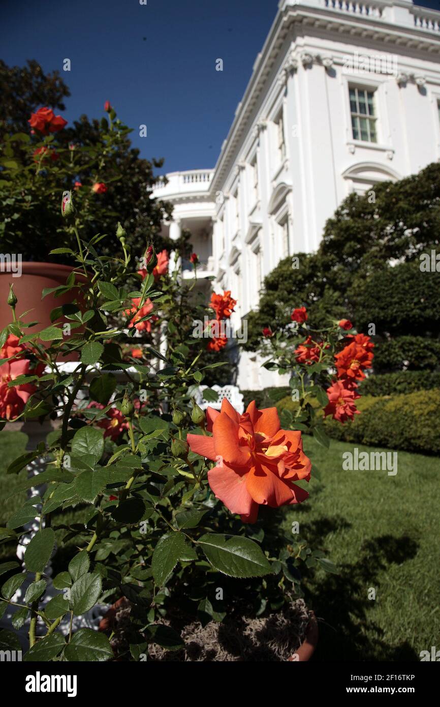 The Laura Bush Rose as the flower, named for the first lady, is ...