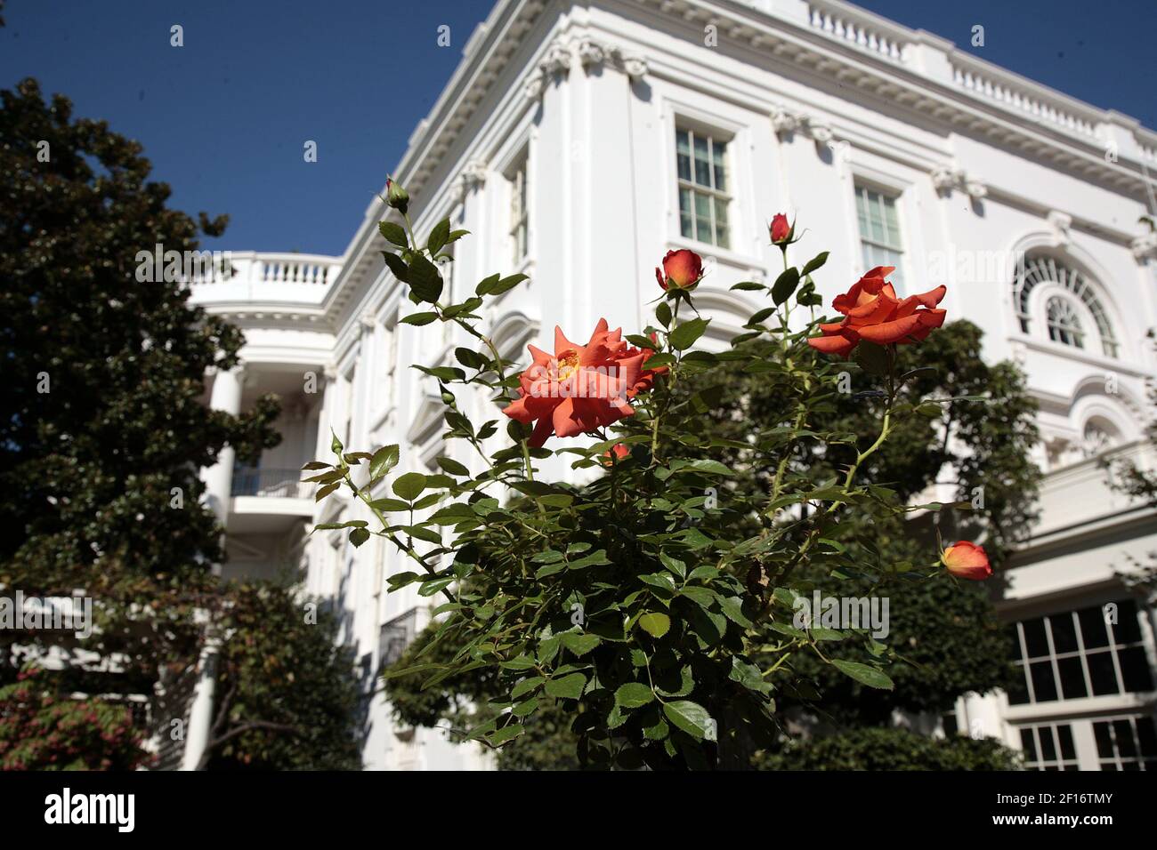 The Laura Bush Rose as the flower, named for the first lady, is ...