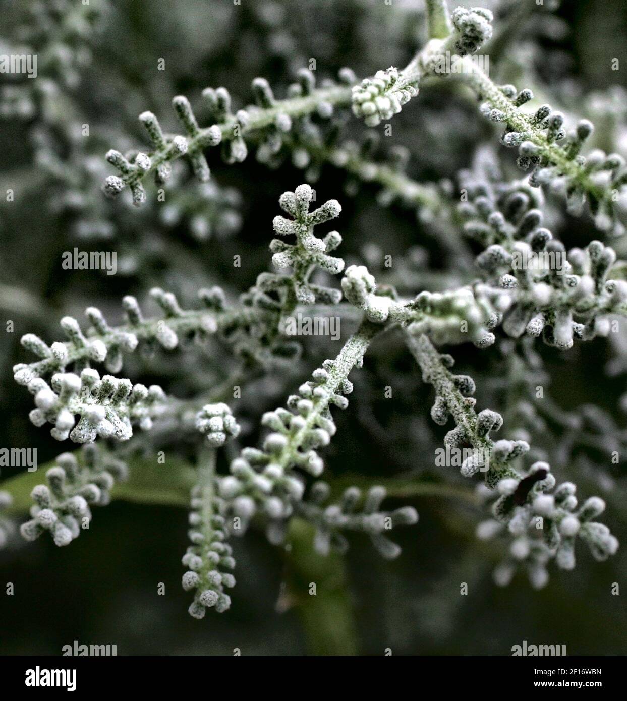 Jeannie Francis of Cinnaminson, New Jersey, is a fan of silver plants ...