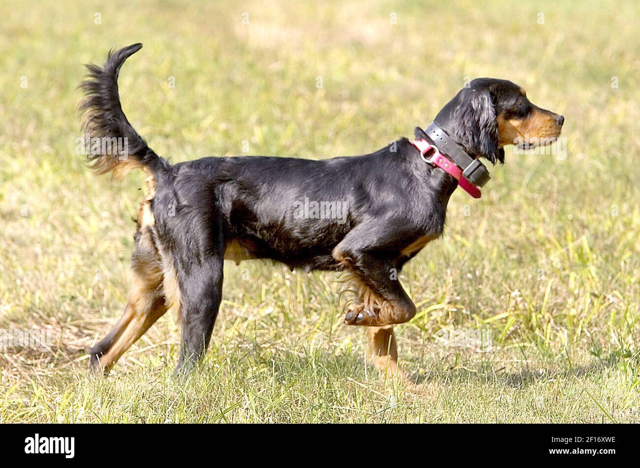 Lacey, a Gordon setter, points out a bird during training for her owner ...