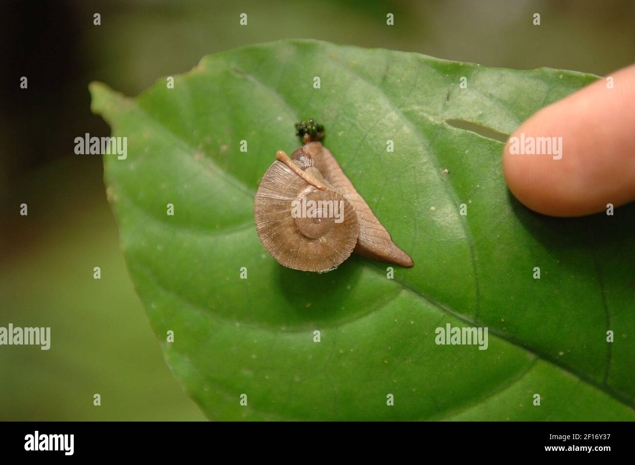 Snails spend the day clinging to leaves, flowers and trees and crawl ...