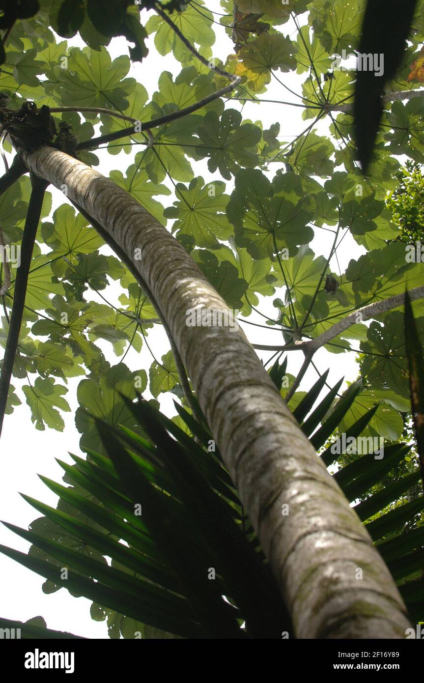 The sky is mostly hidden by the large trees and foliage that make up ...