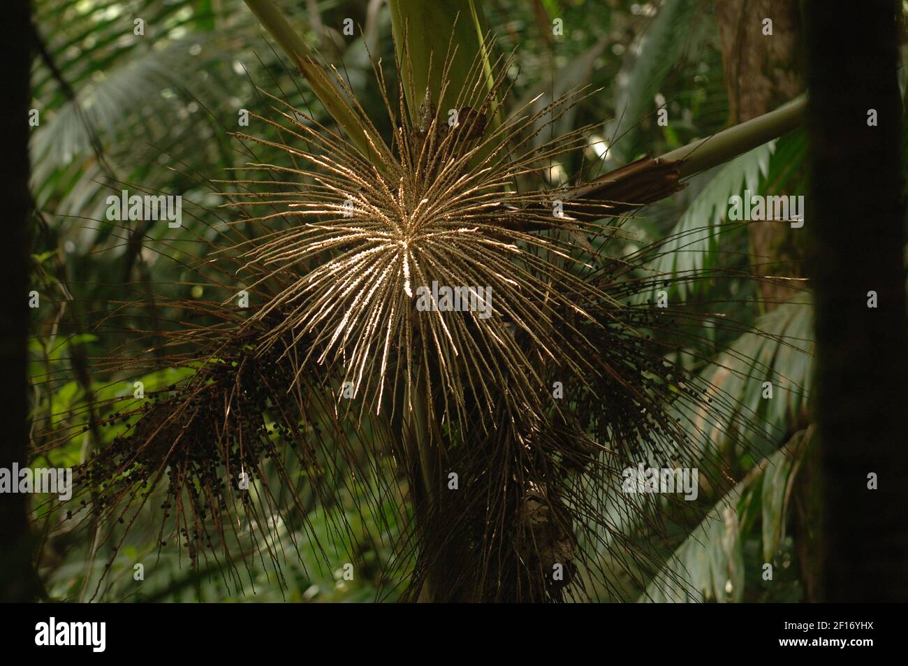 A sierra palm deep in the El Yunque rainforest. (Photo by Nancy Stone ...