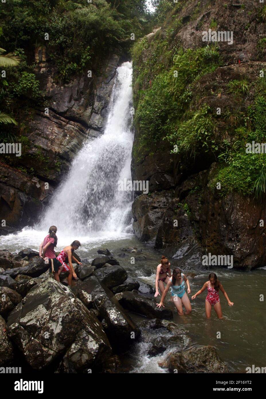 Hikers on the Big Tree Trail in the Caribbean National Forest in Puerto ...