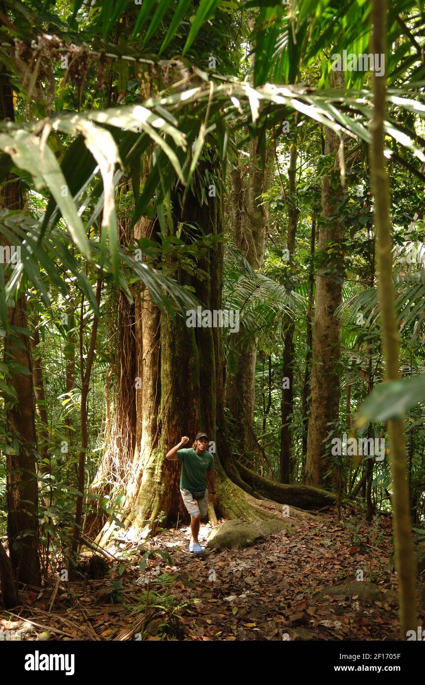 Eco Action Tours guide Arnaldo Ruiz stands beneath a Tabonuco tree that ...