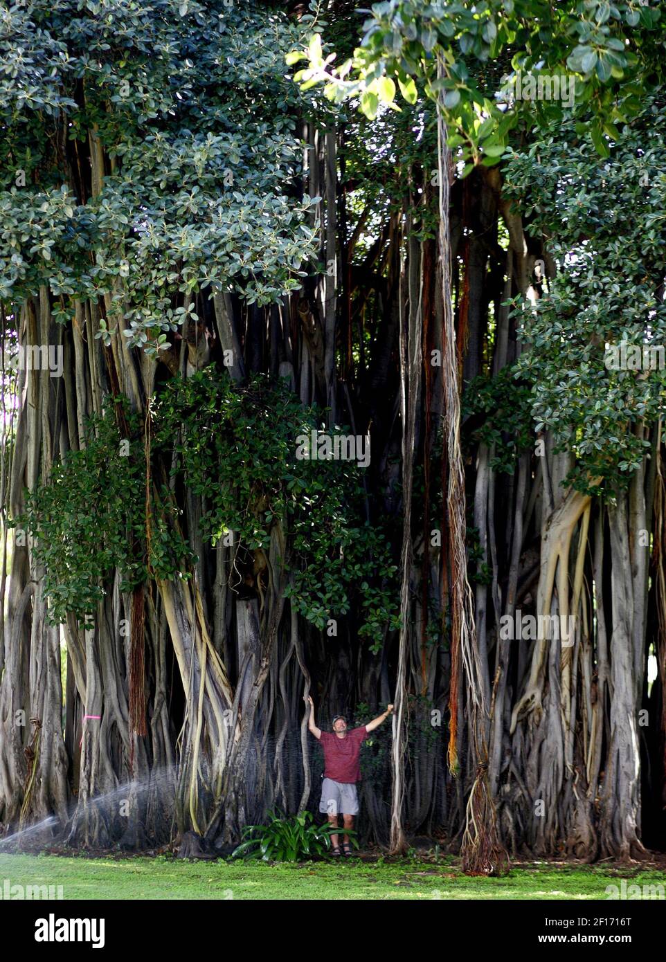 A Banyan tree dwarfs a visitor to Waimea Plantation Cottages on Hawaii ...