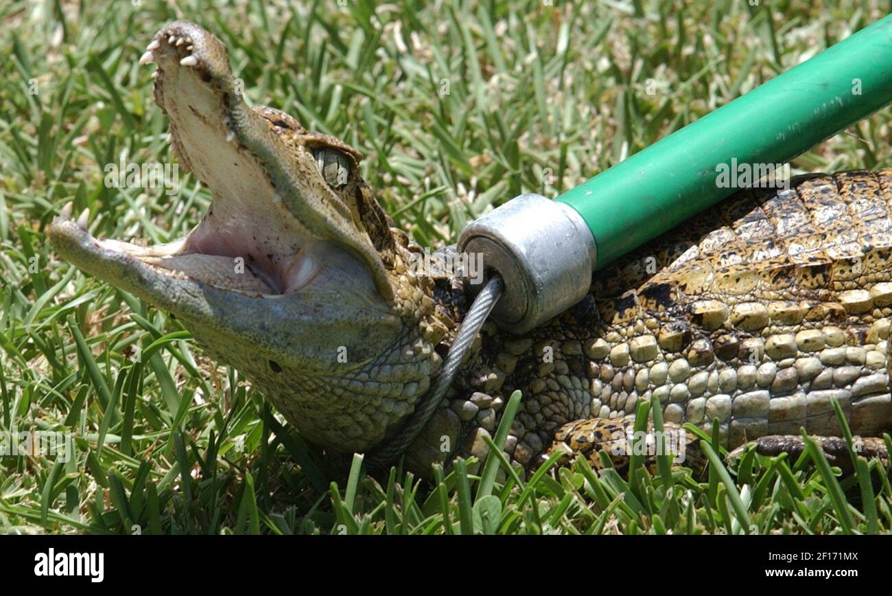 This 3-foot alligator paid a visit to the front yard of the Hixon ...
