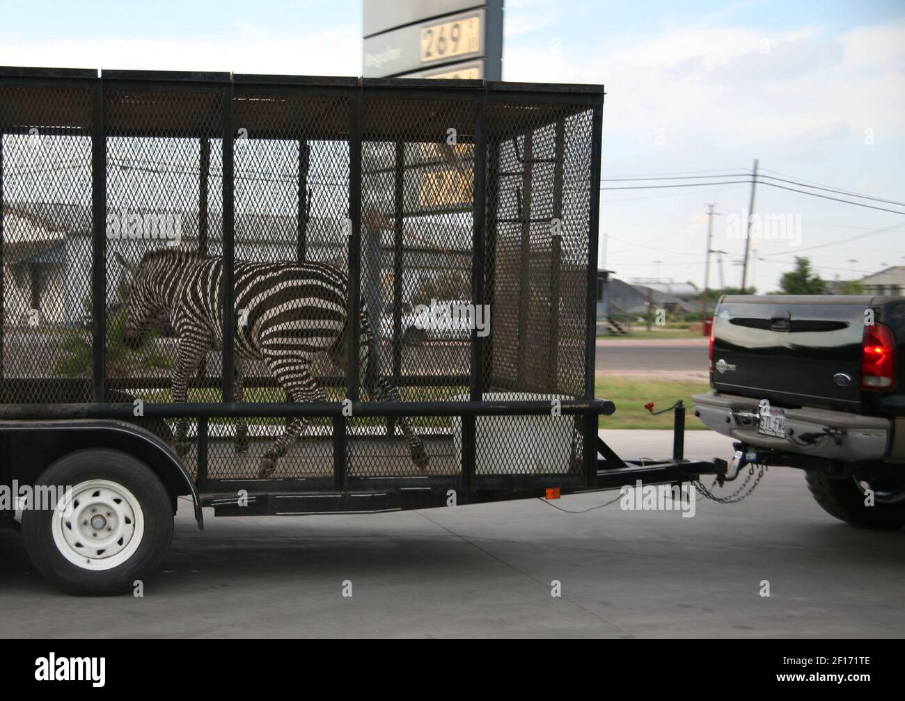 A truck pulls an open trailer with a zebra in Rio Grande City, Texasm ...