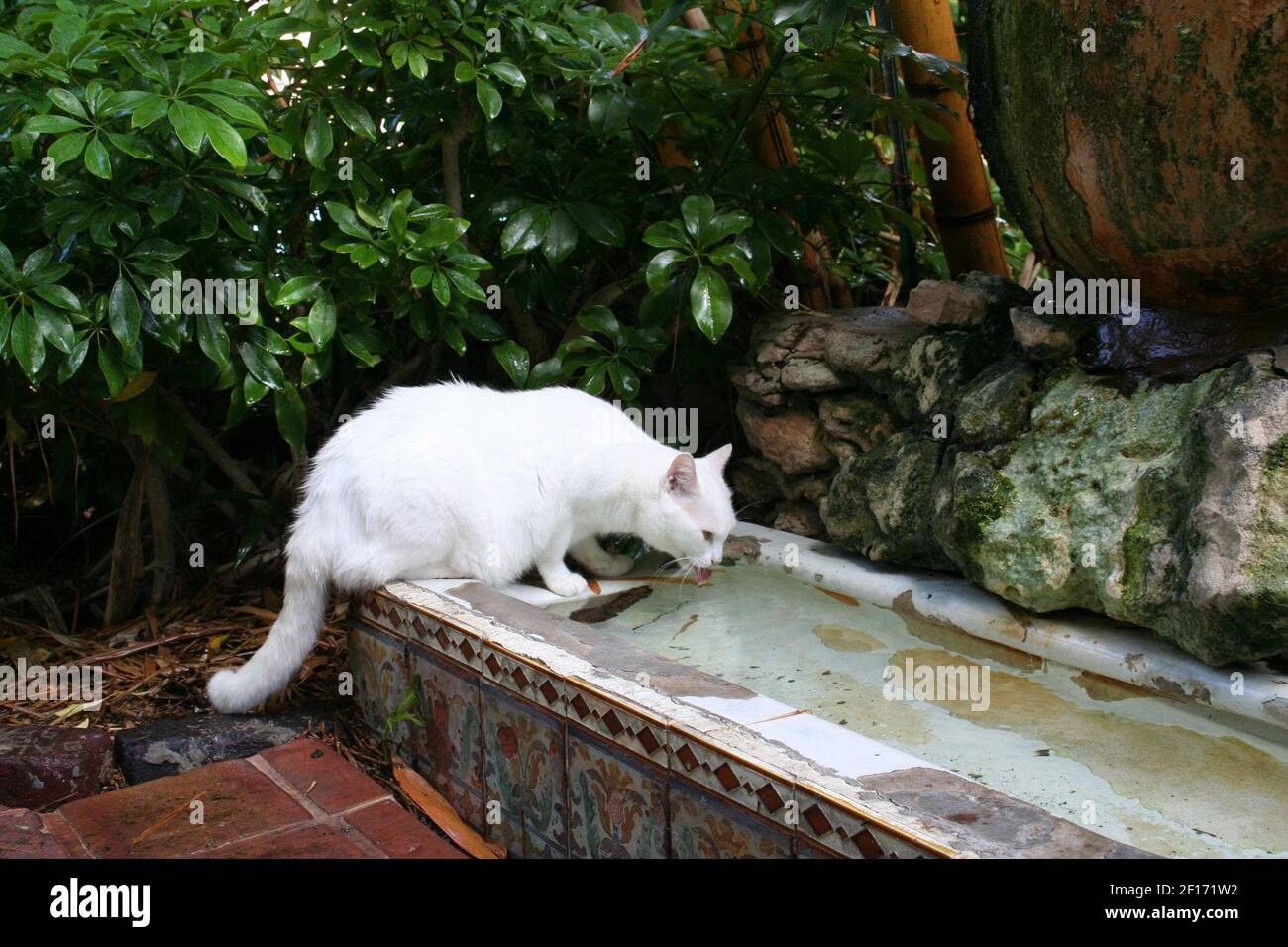 Spencer Tracy drinks from the cat fountain -- a urinal Pultizer Prize ...