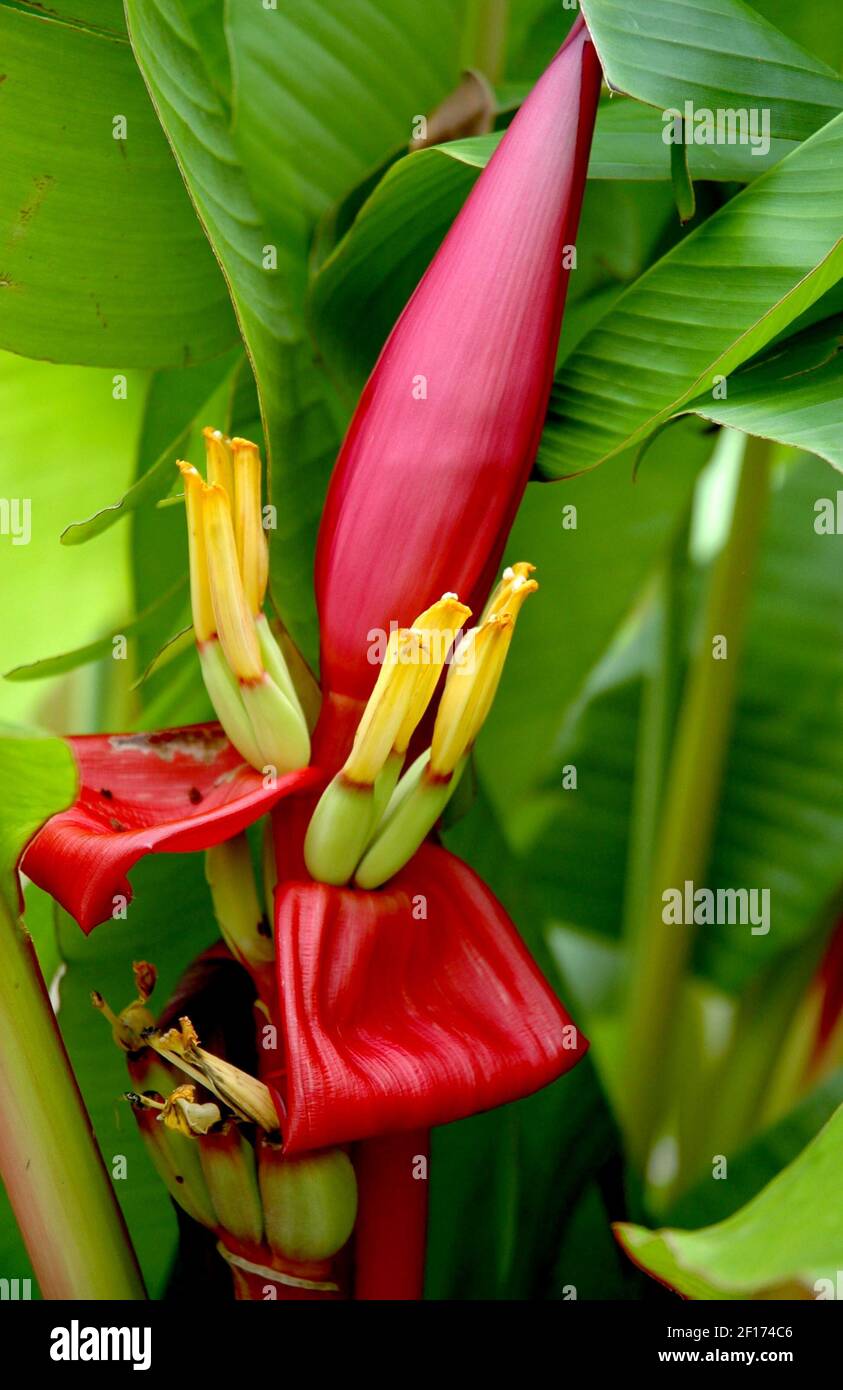 The African Red banana tree forms a bug clump, and all the shoots seem ...