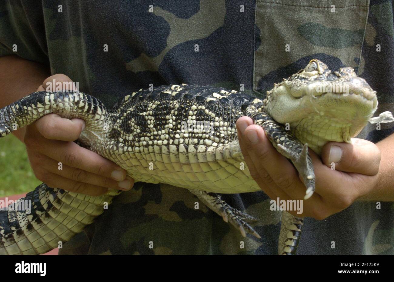 Wisconsin resident, Michael Wilk, holds his 12-year-old alligator "God ...