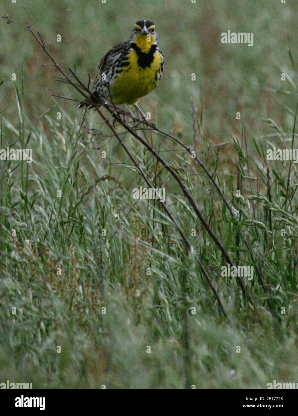 Wildlife and birds like this one (which is called a Western Meadow Lark ...
