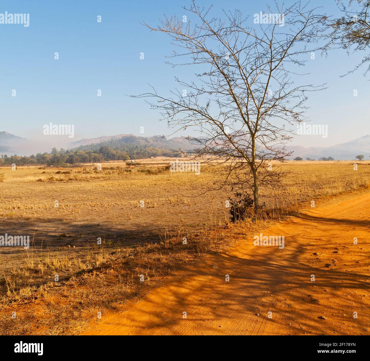 In swaziland wildlife nature reserve Stock Photo - Alamy