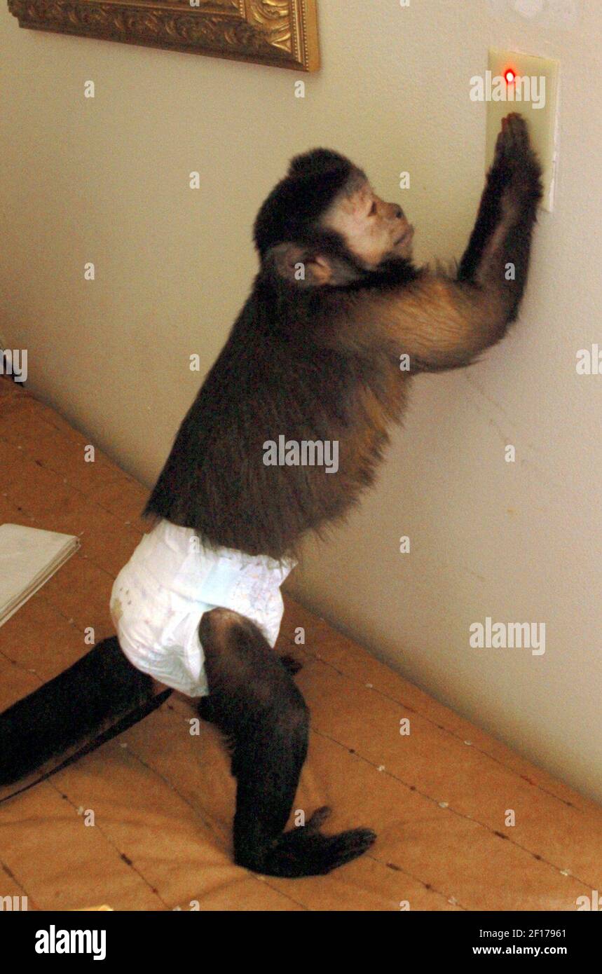 Helping Hands capuchin monkey, Tracey, turns on a light for ...