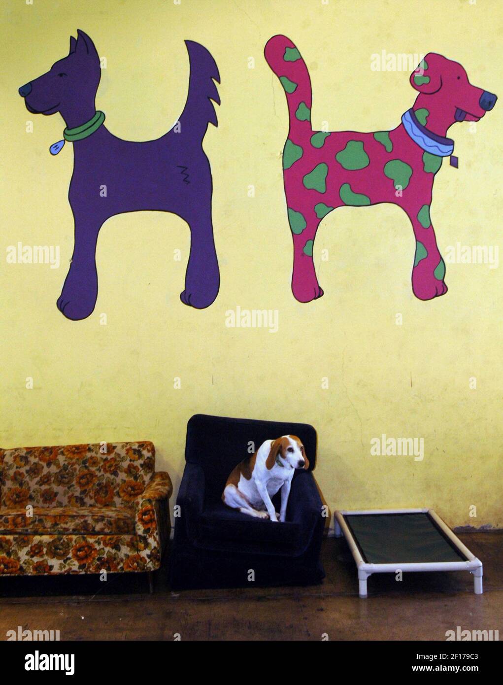 Ume kicks back on an easy chair at Happy Hound Play and Daycare in ...