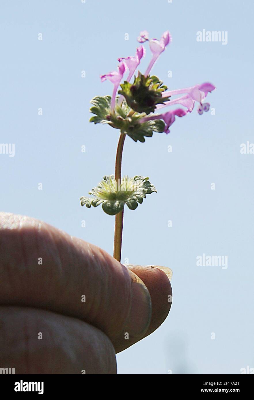 Lamium amplexicaule, commonly known as "herbit," is a weed that grows ...