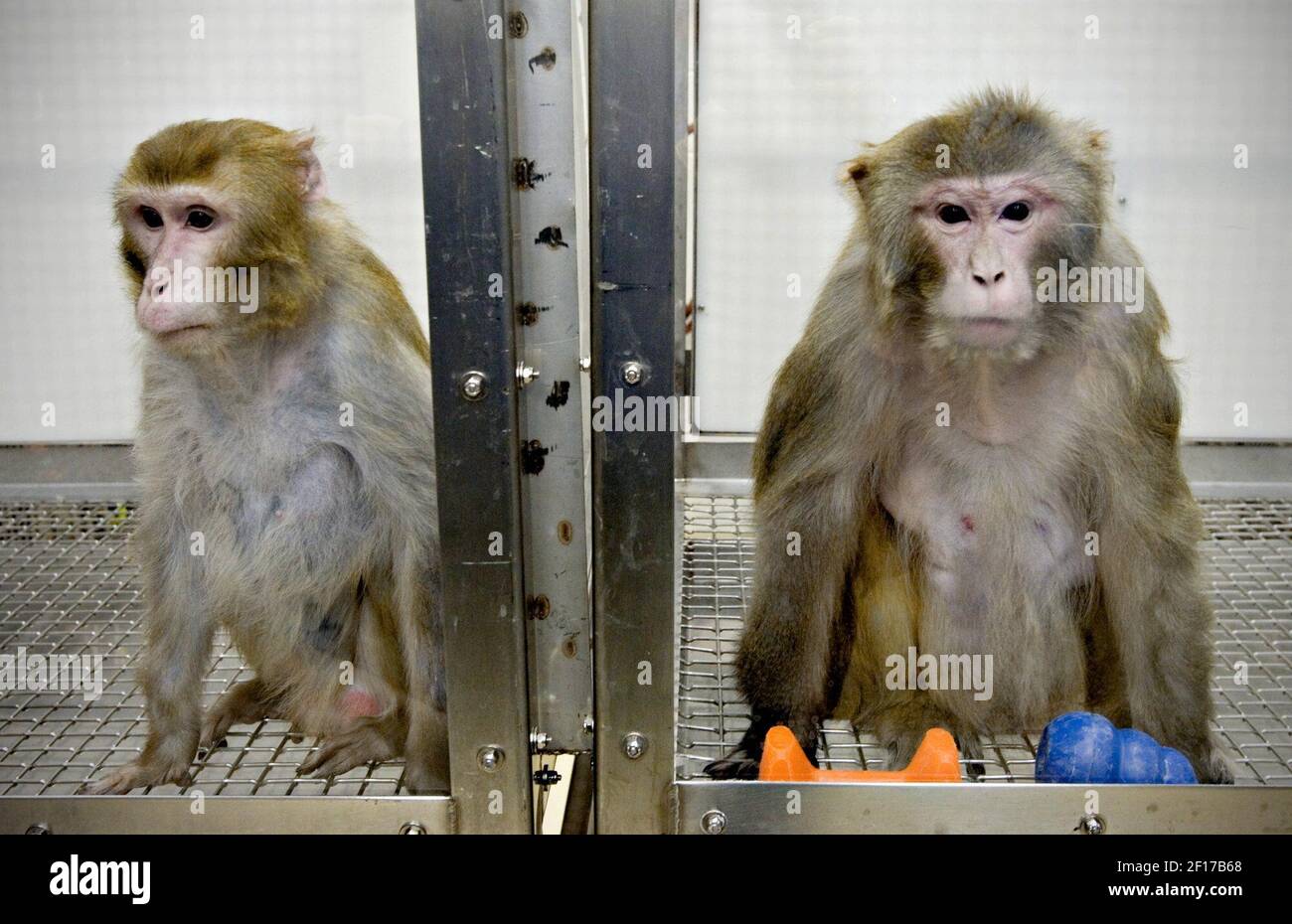 Canto, 25 year-old Rhesus monkey, left, is on a calorie restricted diet ...
