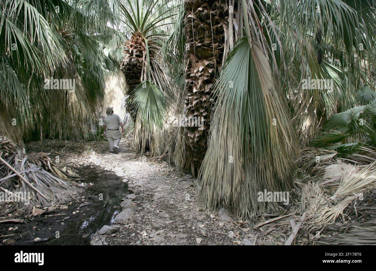 A forest of hundreds of palm trees grow at the Dos Palmas Spring, a ...
