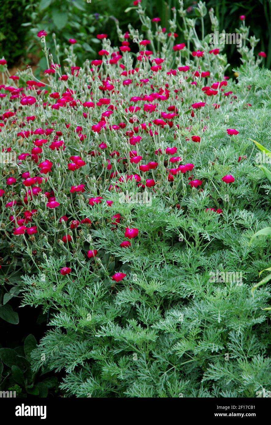 One combination plant to pair with the Powis Castle is the rose campion ...