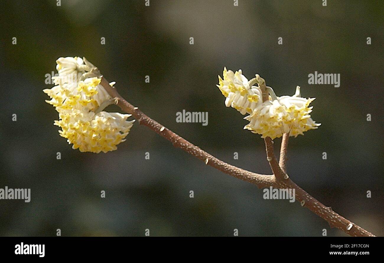 Edgeworthia chrysantha blossoms. The plant (common name Paper Bush) is ...
