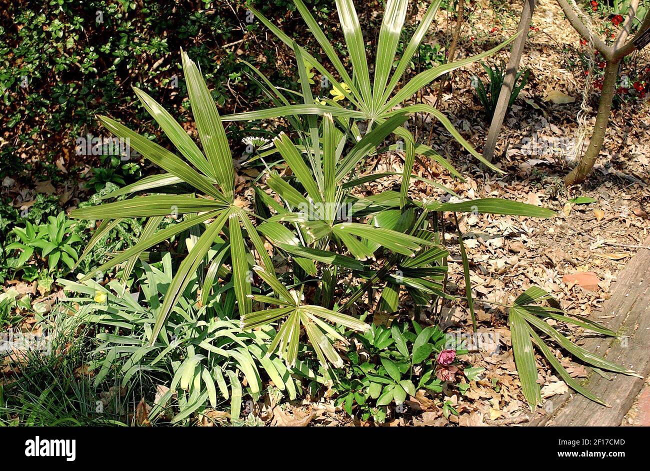 A needle palm (a type of hardy palm). Its Latin name is Rhapidiphyllum ...