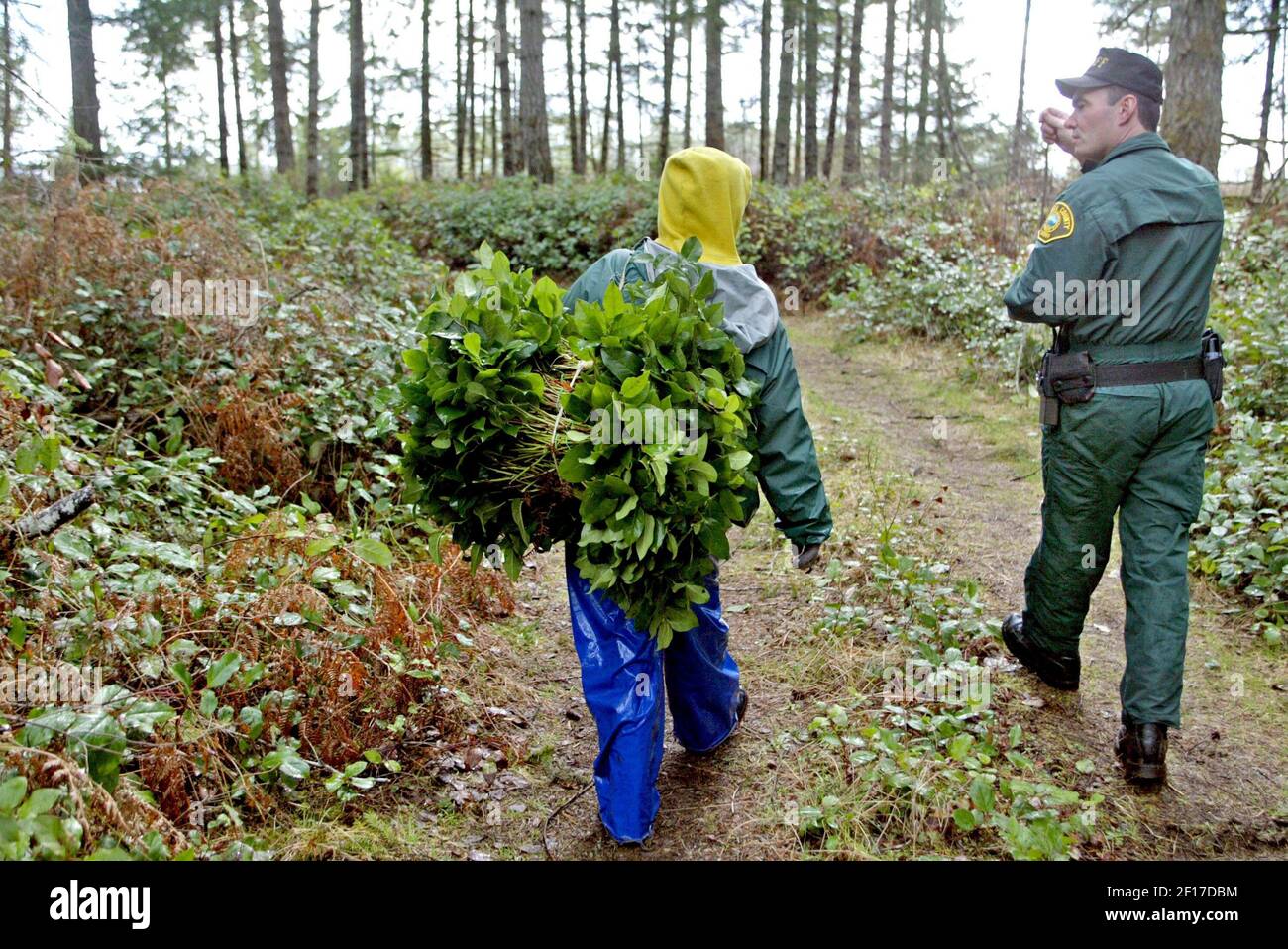 Mason County sheriff's deputy Ted Drogmund asks a salal picker near ...