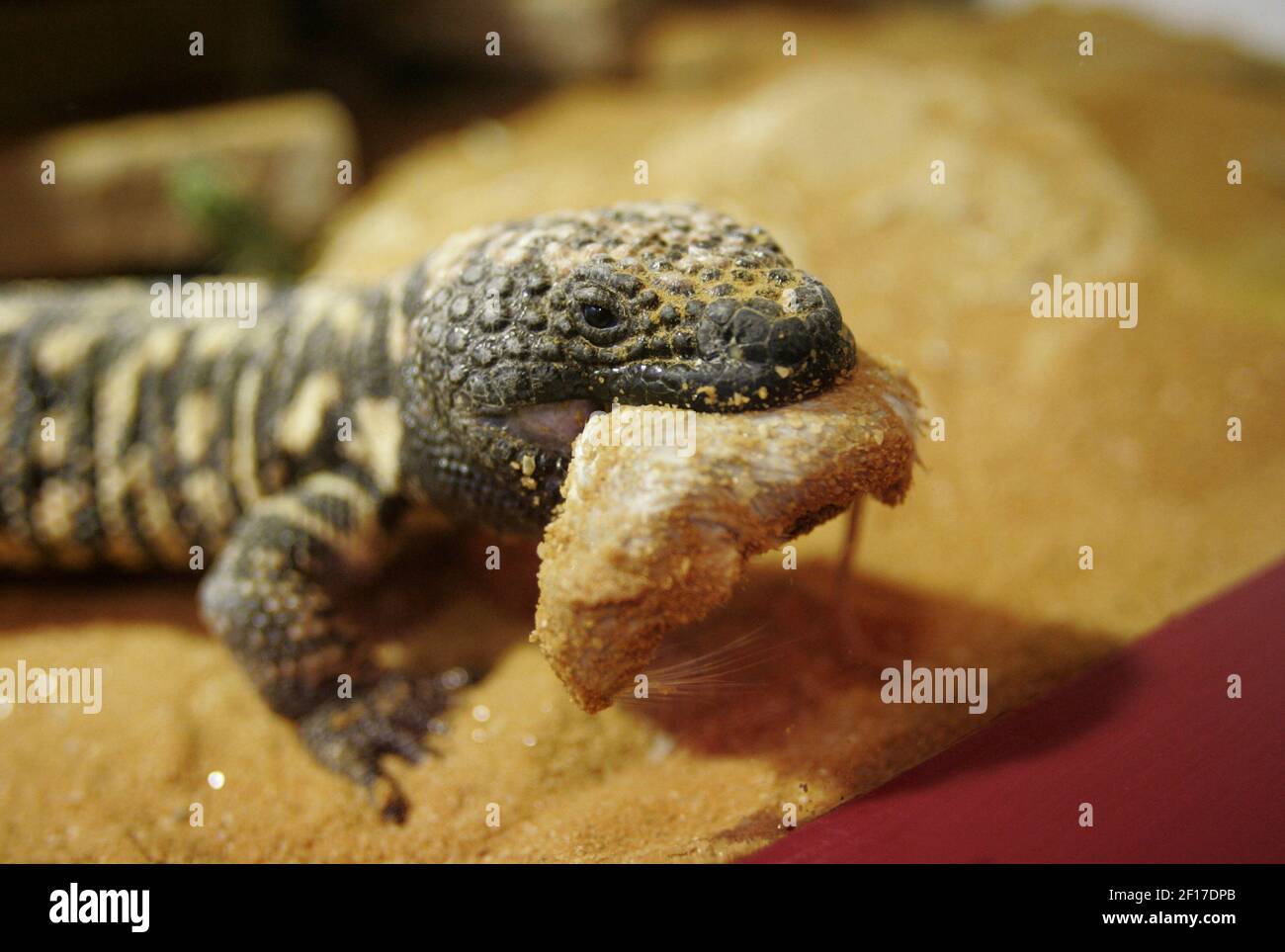 A gila monster dines on a mouse at the Shedd Aquarium's lizard exhibit ...