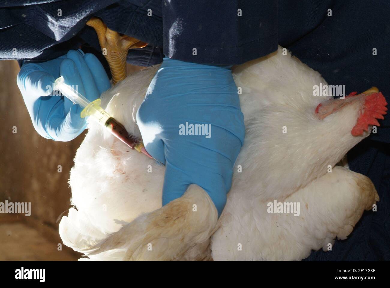Bret Rings, a senior veterinarian for Tyson Foods, takes a blood sample ...