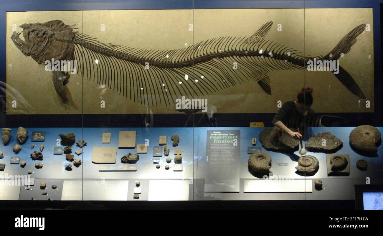 A Teleost fish hangs over the Mesozoic epoch display case as Araidia ...