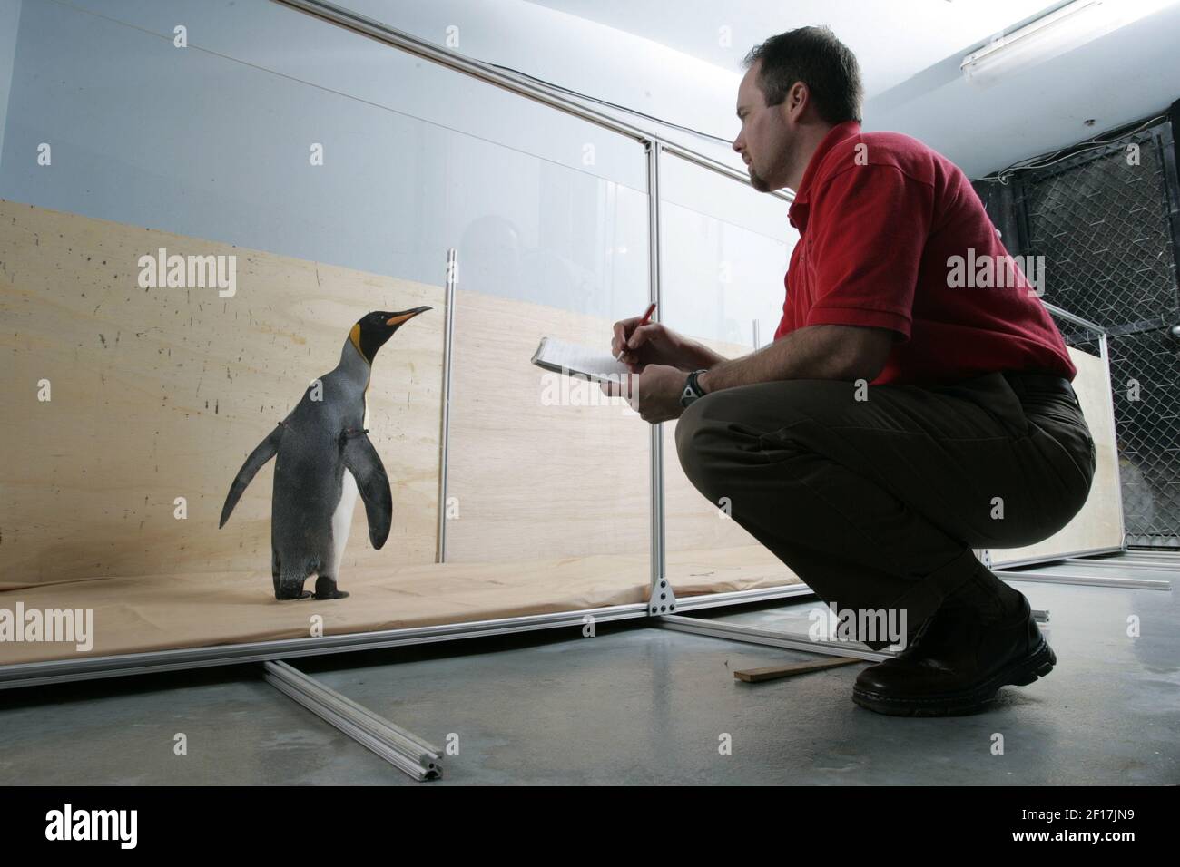 University of Houston assistant professor Max Kurz puts a penguin ...