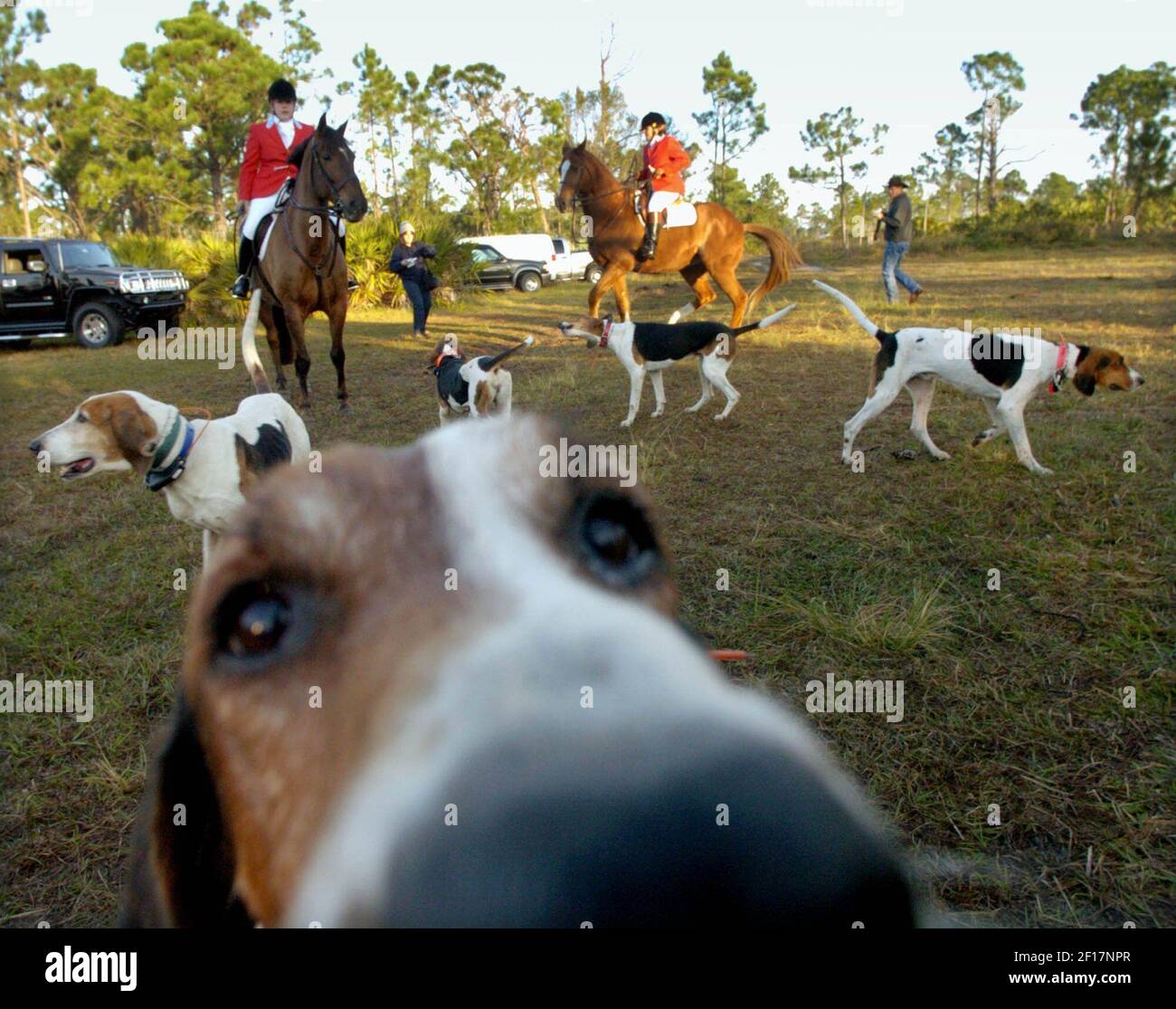 A hound checks out the visitor at the Palm Beach Hounds, a fox-hunting ...