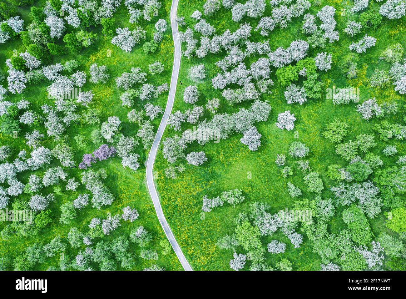 apple orchards with blooming trees. spring background. aerial top view ...