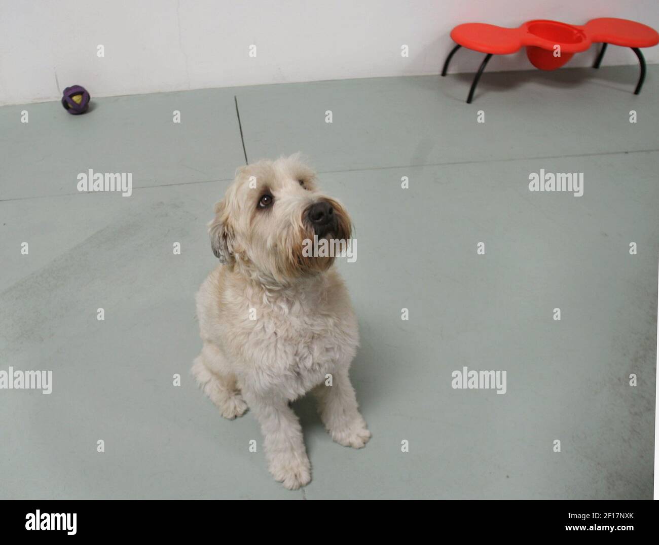 Molly, a Wheaton Terrier, owned by Karen Miner, watches her day care ...