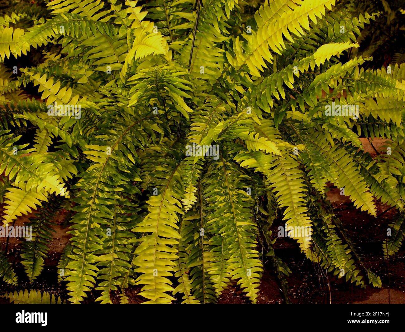 The Tiger Fern is perfect for porches and patios. These tropical ...