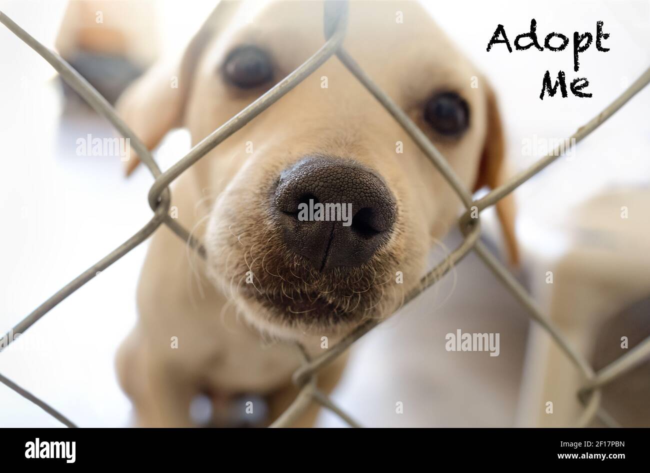 Adopt not shop hi-res stock photography and images - Alamy