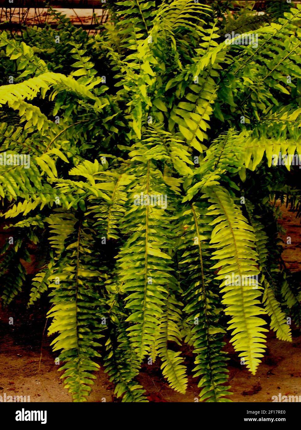 The Tiger Fern is perfect for porches and patios. These tropical ...