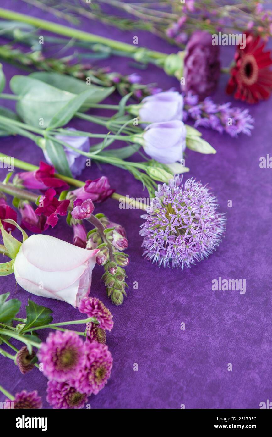 Bluehen astern hi-res stock photography and images - Alamy