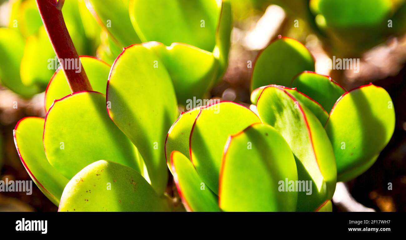 Abstract leaf of cactus plant and light Stock Photo - Alamy