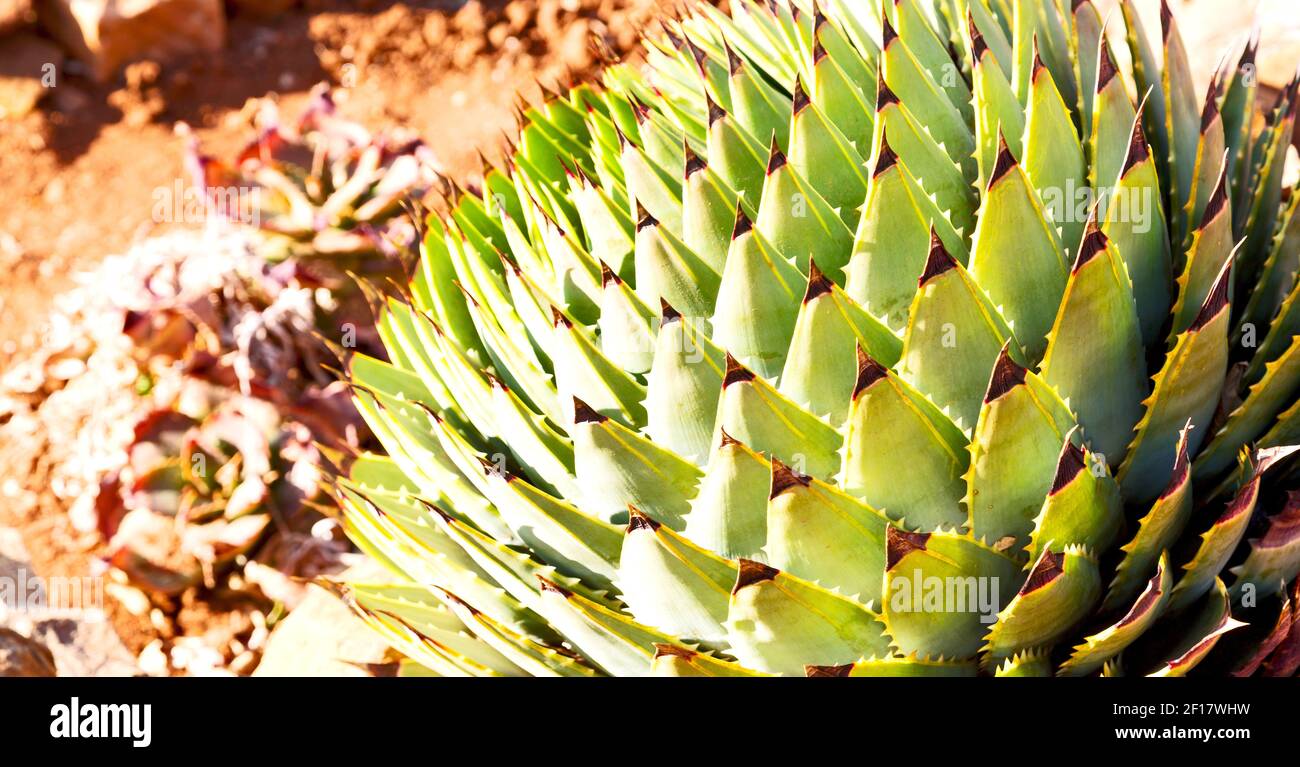 Abstract leaf of cactus plant and light Stock Photo - Alamy