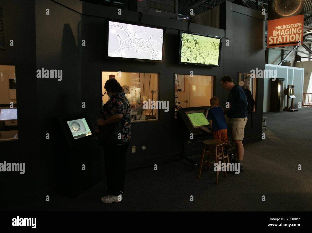 KRT US NEWS STORY SLUGGED: SCI-MOUSECELLS KRT PHOTOGRAPH BY NHAT V. MEYER/SAN JOSE MERCURY NEWS ...