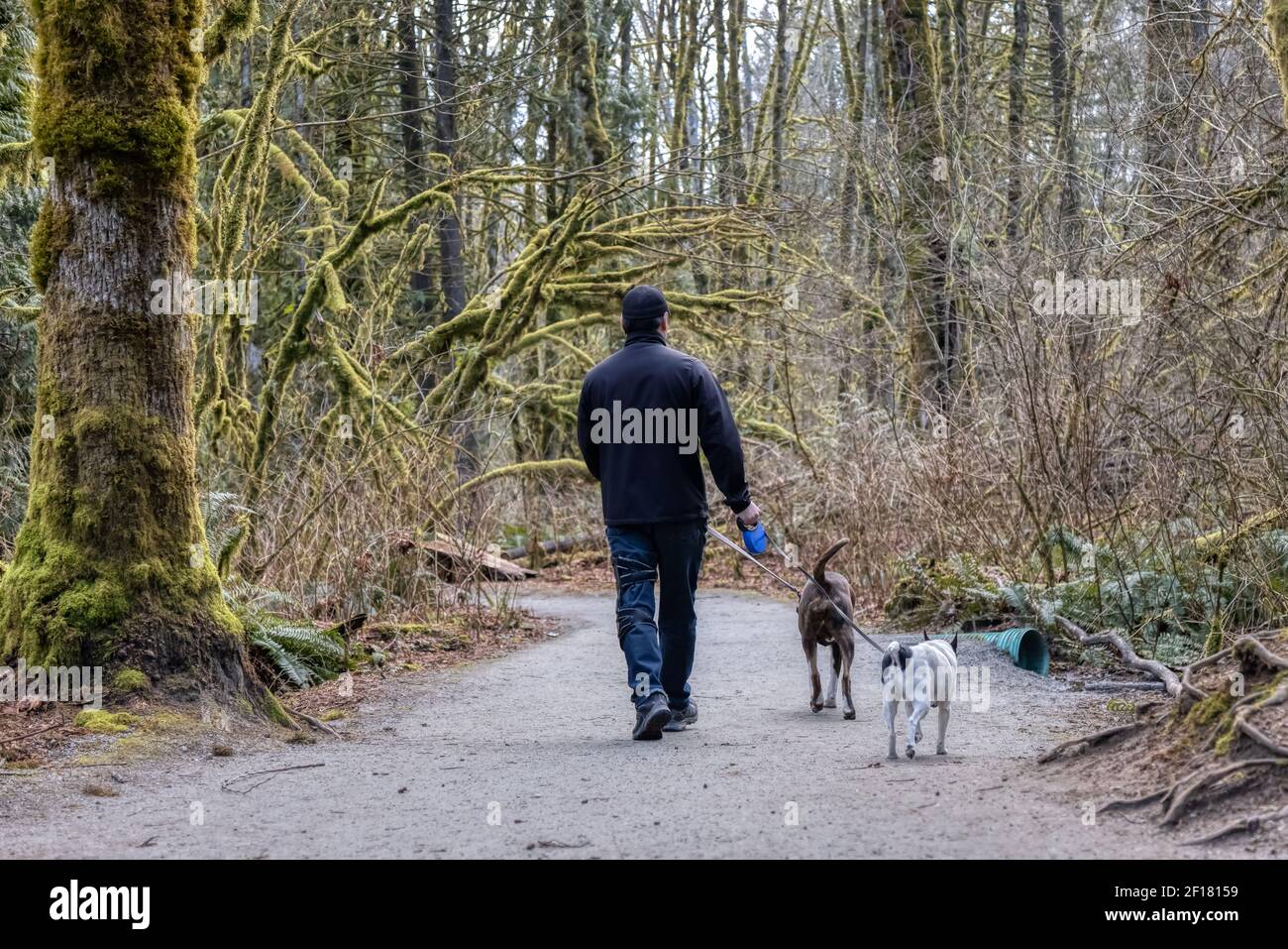 Man walking dogs on the hiking trail Stock Photo - Alamy
