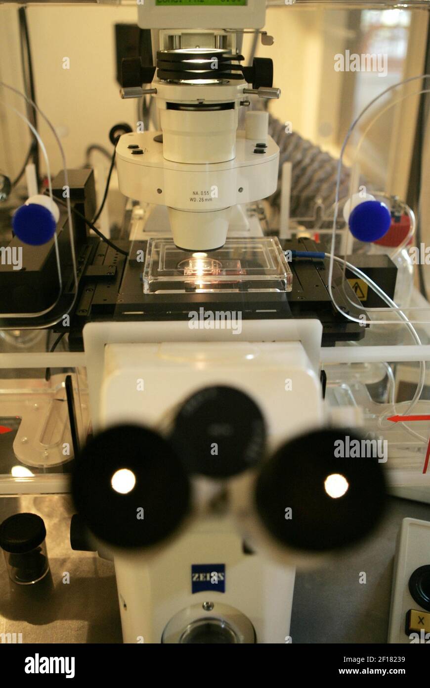 KRT US NEWS STORY SLUGGED: SCI-MOUSECELLS KRT PHOTOGRAPH BY NHAT V ...