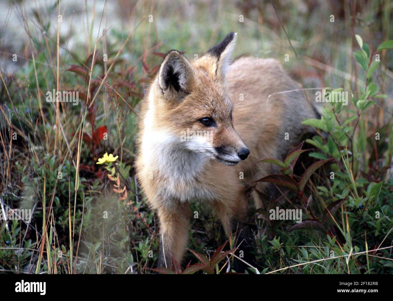KRT TRAVEL STORY SLUGGED: UST-ISLEROYALE KRT PHOTO BY BETH GAUPER/ST ...