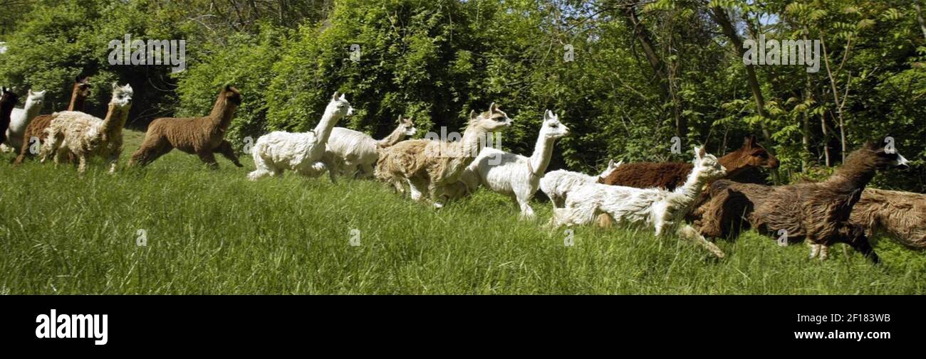 KRT LIFESTYLE STORY SLUGGED: PETS-ALPACA KRT PHOTOGRAPH BY JERRY ...